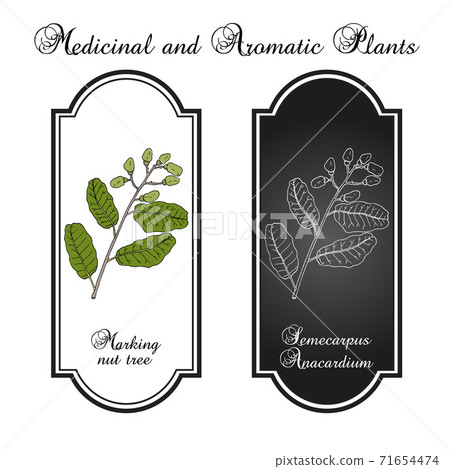 Marking nut tree Semecarpus anacardium ,...-插圖素材 [71654474] - PIXTA圖庫