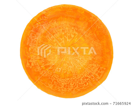 Cross section illustration of carrot - Stock Illustration [71665924 ...
