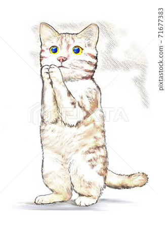 Begging cat - Stock Illustration [71677383] - PIXTA