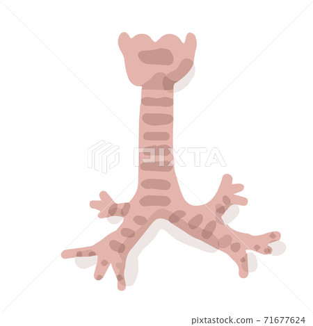 Human trachea; Hand drawn vector illustration... - Stock Illustration ...