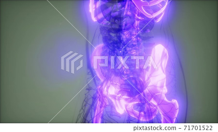 Transparent Human Body with Visible Bones - Stock Illustration ...