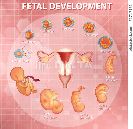Stages human embryonic development - Stock Illustration [71717181] - PIXTA