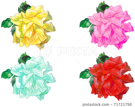 Four-colored roses in watercolor - Stock Illustration [71721798] - PIXTA