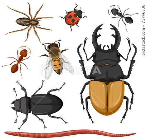 Set of different insects on white background - Stock Illustration ...