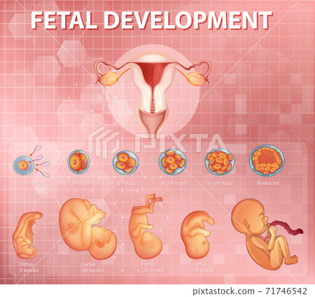 Stages human embryonic development - Stock Illustration [71746542] - PIXTA