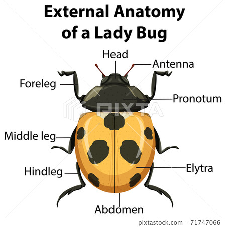 External Anatomy of a ladybug on white background - Stock Illustration ...