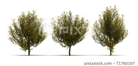 Three Cornus Mas Tree - Stock Illustration [71760107] - PIXTA