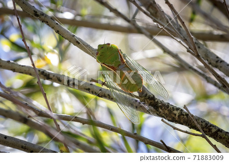 A green Cicada walking on a tree branch in a... - Stock Photo [71883009 ...