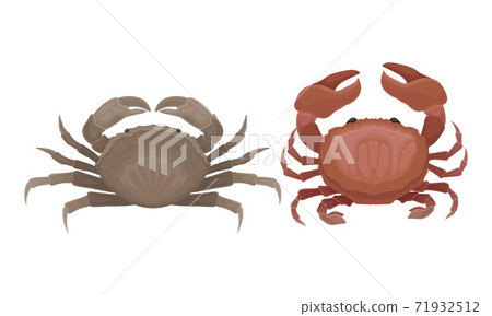 Different Crabs as Decapod Crustaceans with...-插圖素材 [71932512] - PIXTA圖庫