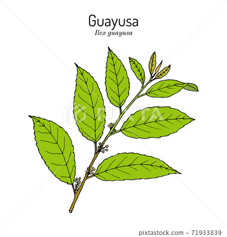 Ilex Guayusa