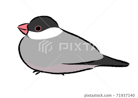 A little Java sparrow, cherry blossoms - Stock Illustration [71937140 ...