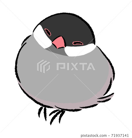 Sleepy Java Sparrow Sakura - Stock Illustration [71937141] - PIXTA