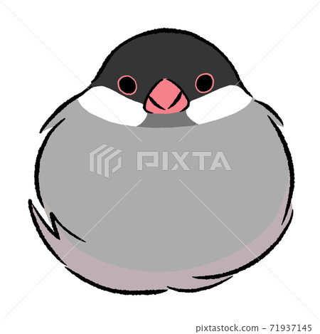 Fluffy Java sparrow cherry blossoms - Stock Illustration [71937145] - PIXTA