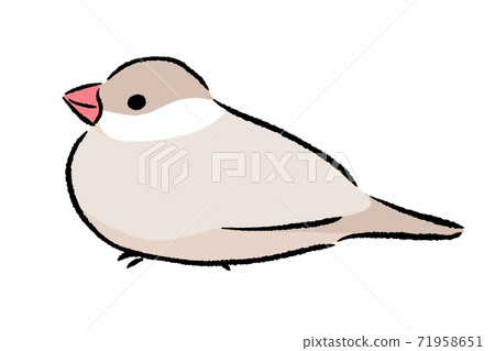 Java sparrow cinnamon cream - Stock Illustration [71958651] - PIXTA