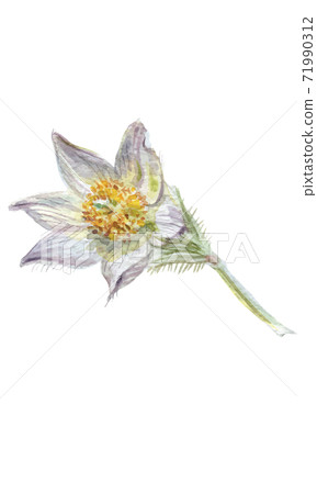Watercolor illustration of pasque-flower, hand...-插圖素材 [71990312] - PIXTA圖庫