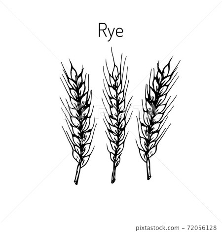 Hand draw rye ears sketch - Stock Illustration [72056128] - PIXTA