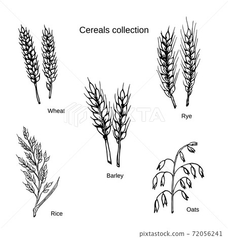 Set of cereals. Barley, rye, oats, rice and wheat - Stock Illustration ...