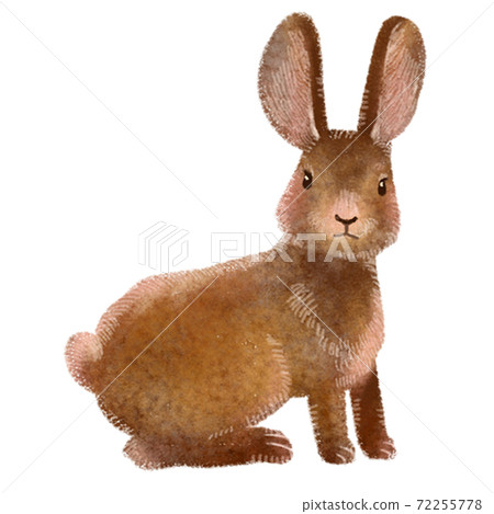 Japanese hare - Stock Illustration [72255778] - PIXTA