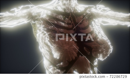 Colorful Human Body animation showing bones and... - Stock Illustration ...