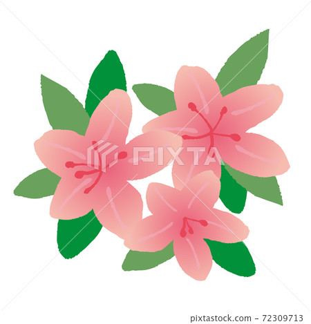 Illustration of a pale pink azalea - Stock Illustration [72309713] - PIXTA