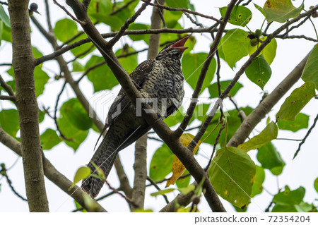 Female koel staying on a tree - Stock Photo [72354204] - PIXTA