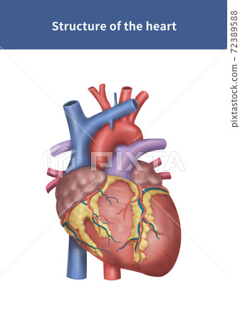 Heart structure anatomy - Stock Illustration [72389588] - PIXTA