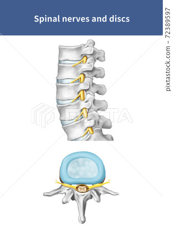 Spinal disc anatomy - Stock Illustration [72389597] - PIXTA