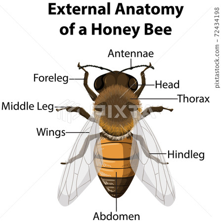 Bee Anatomy Diagram Bee, Beetle, Or Bug? An Introduction To Insect