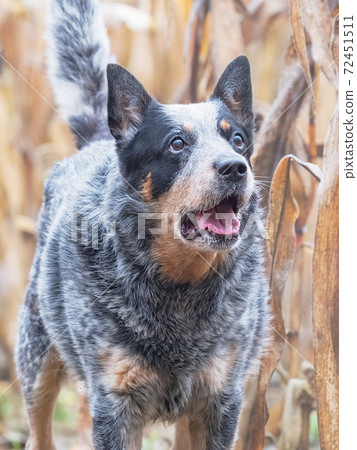 Blue Heeler Dog Memes Once Upon A Time, There Was A Heeler Named