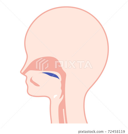 Illustration of swallowing process_oral stage - Stock Illustration ...