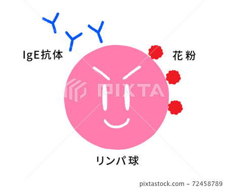 Mechanism of pollinosis / allergy: Lymphocytes... - Stock Illustration ...