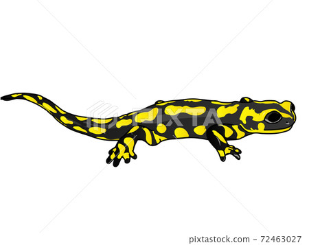 Salamander Amphibian Batracian - Stock Illustration [72463027] - PIXTA