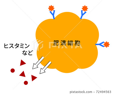 Mechanism of pollinosis / allergy Mast cells /... - Stock Illustration ...