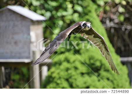 Peregrine falcon flying British Columbia Canada - Stock Photo [72544890 ...