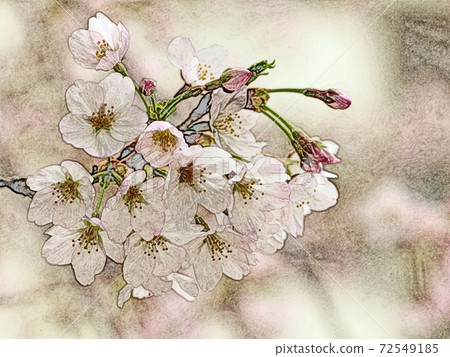 Sakura Tree Drawings Pencil