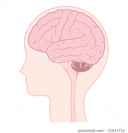 Brain_Cerebrum outer surface illustration_Profile - Stock Illustration ...