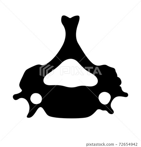 Axis or epistropheus (anatomy) - Stock Illustration [72654942] - PIXTA