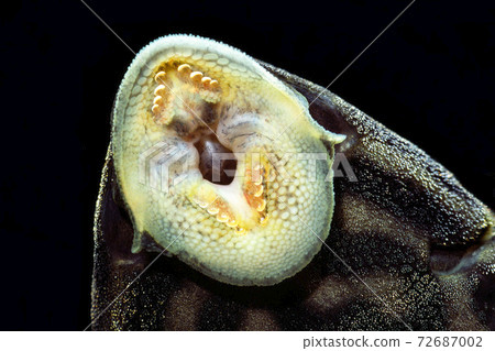 My gorgeous new betta, and his not so gorgeous pleco : r/Aquariums