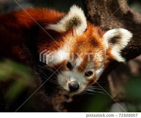 Red Panda Face Close Up