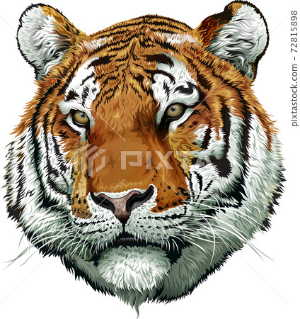 Tiger face color - Stock Illustration [72815898] - PIXTA