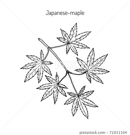 Japanese-maple, vector illustration - Stock Illustration [72831104] - PIXTA