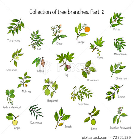 Set of different tree branches - Stock Illustration [72831129] - PIXTA