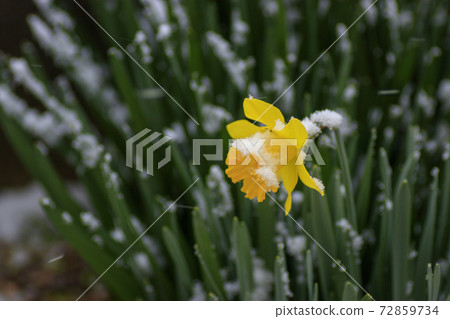 Snow-capped daffodil flowers - Stock Photo [72859734] - PIXTA