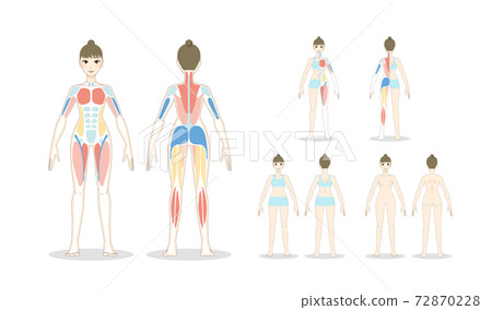Female whole body vector illustration set - Stock Illustration ...