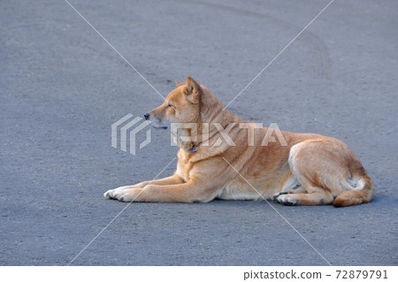 Waiting dog - Stock Photo [72879791] - PIXTA