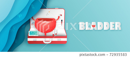 bladder, organ, poster - Stock Illustration [72935583] - PIXTA