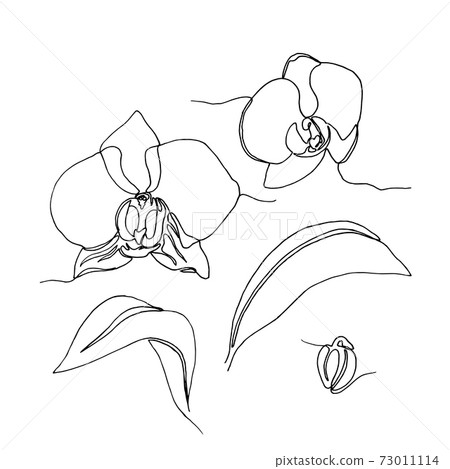 Hand drawn orchid flower, one single line drawing. - Stock Illustration ...