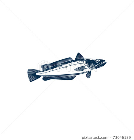 Cod or hake saltwater fish isolated aquatic animal - Stock Illustration ...