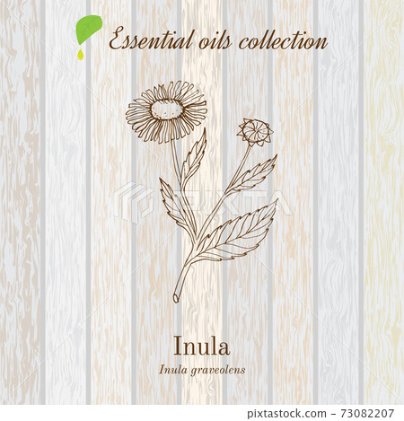 Inula, essential oil label, aromatic plant - Stock Illustration ...