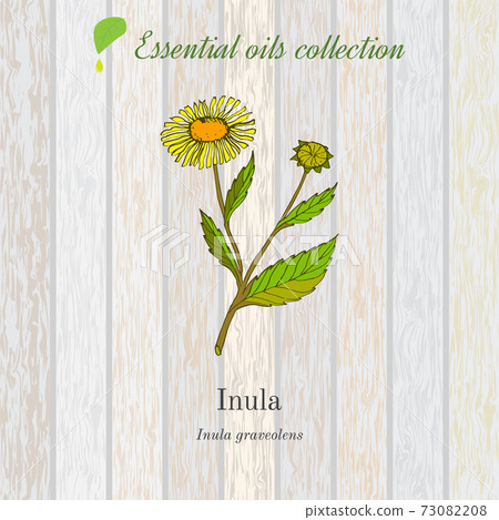 Inula, essential oil label, aromatic plant - Stock Illustration ...